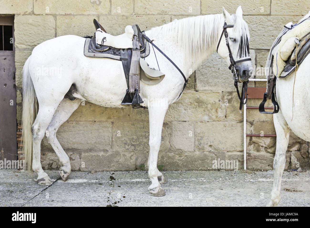 Horse with saddle on urban street, animals and horses Stock Photo - Alamy