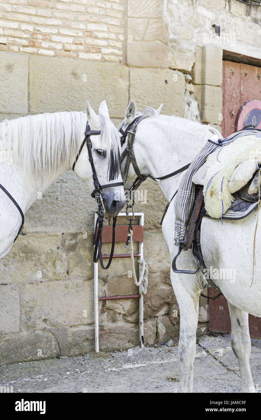 Horse with saddle on urban street, animals and horses Stock Photo - Alamy