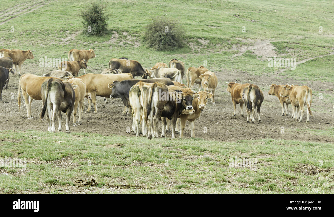 Herd of cows on mountain field, animals and nature Stock Photo - Alamy
