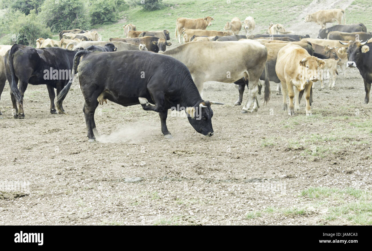 Herd of cows on mountain field, animals and nature Stock Photo - Alamy
