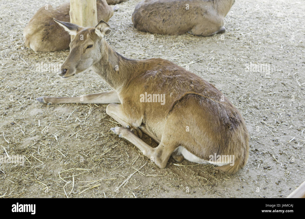 Deer resting lying in park zoo, animals Stock Photo - Alamy