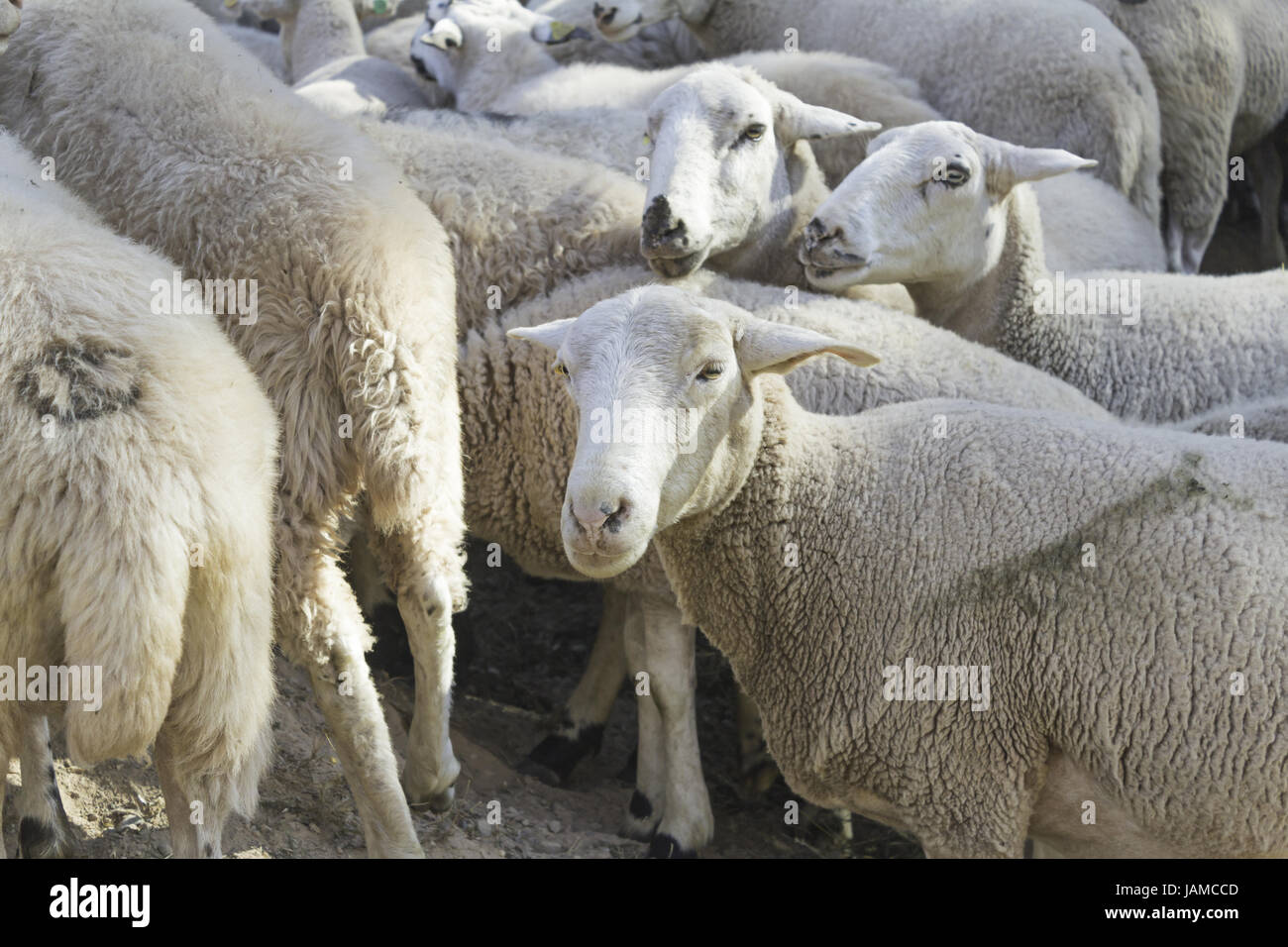 Herd of sheep farm marked on agriculture, nature Stock Photo - Alamy