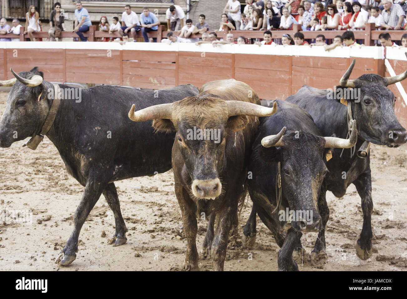 Bulls in confinement in the bullring, livestock and animals Stock Photo ...