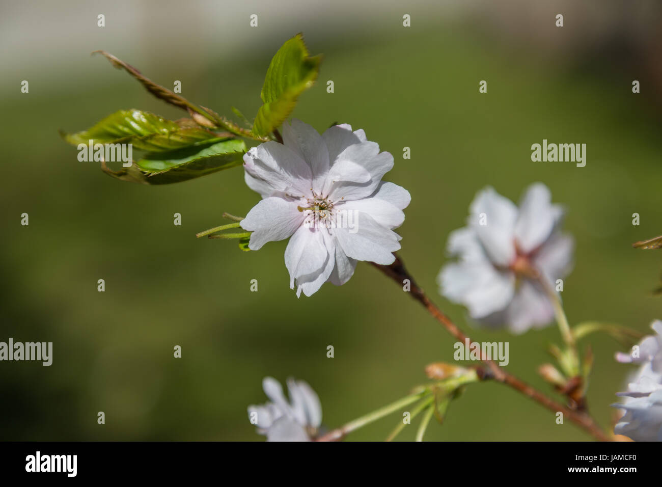 Springtime Blooming Tree Stock Photo - Alamy