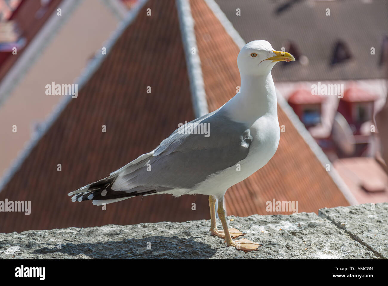 Seagul On The Roof Stock Photo - Alamy