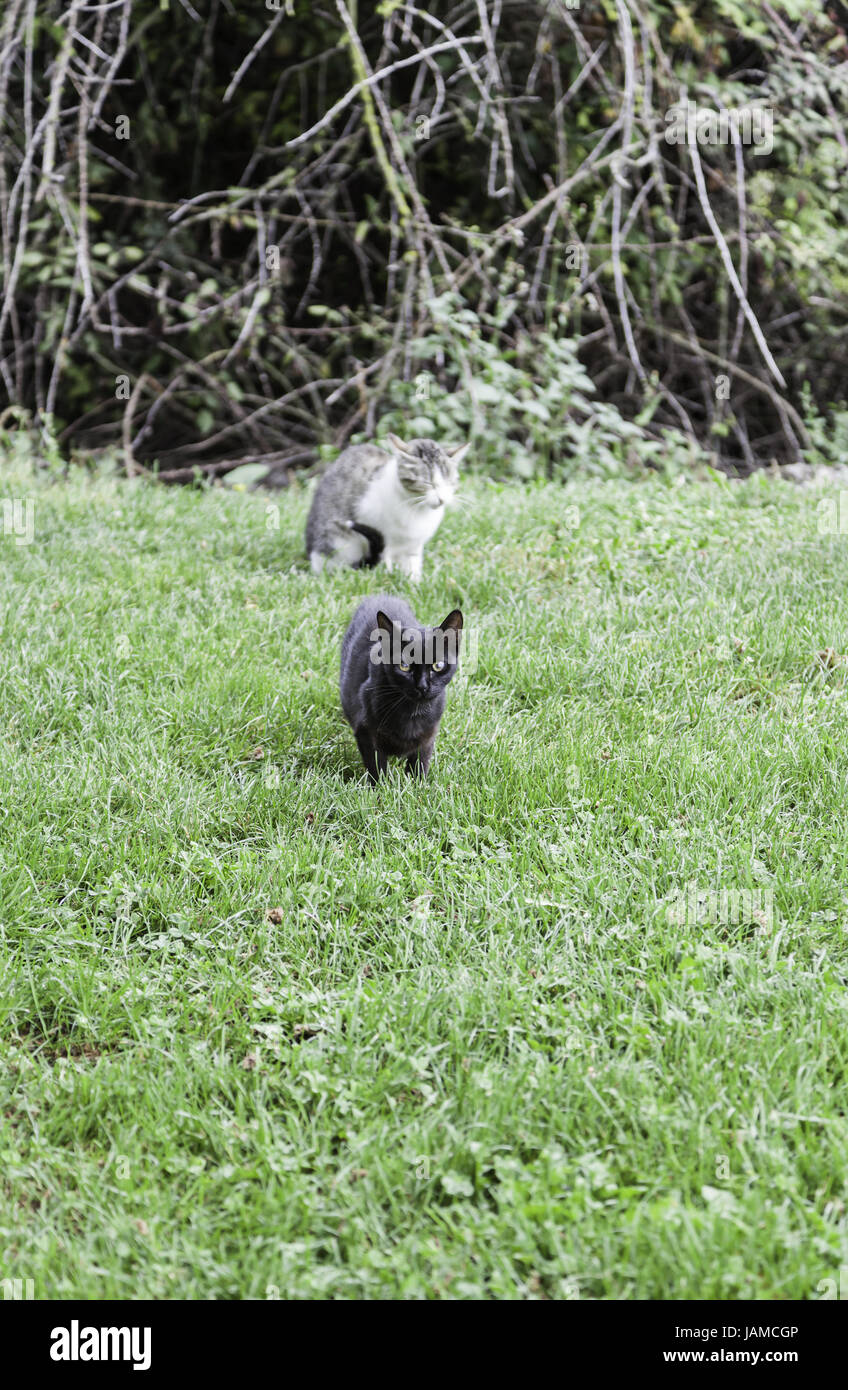 Stray cats in nature with vegetation, animals Stock Photo - Alamy