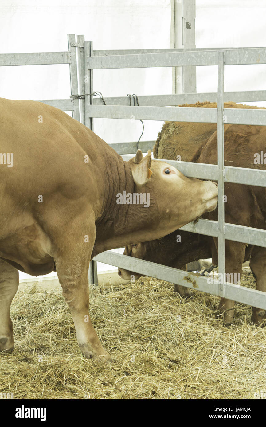 Cows domesticated poultry farm animals hi-res stock photography and ...