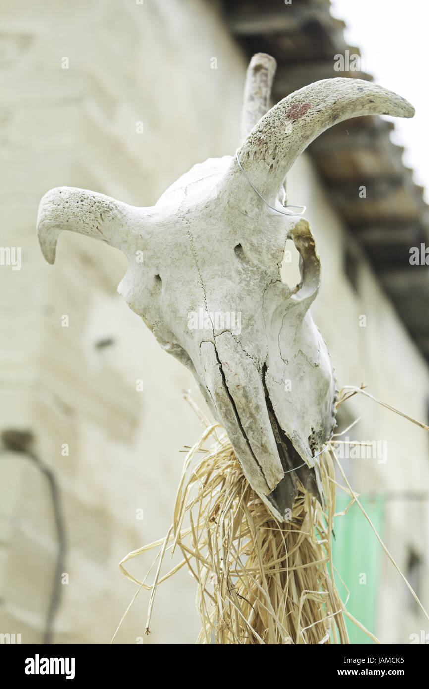 Diabolical of goat skull with horns, witchcraft and black magic Stock ...