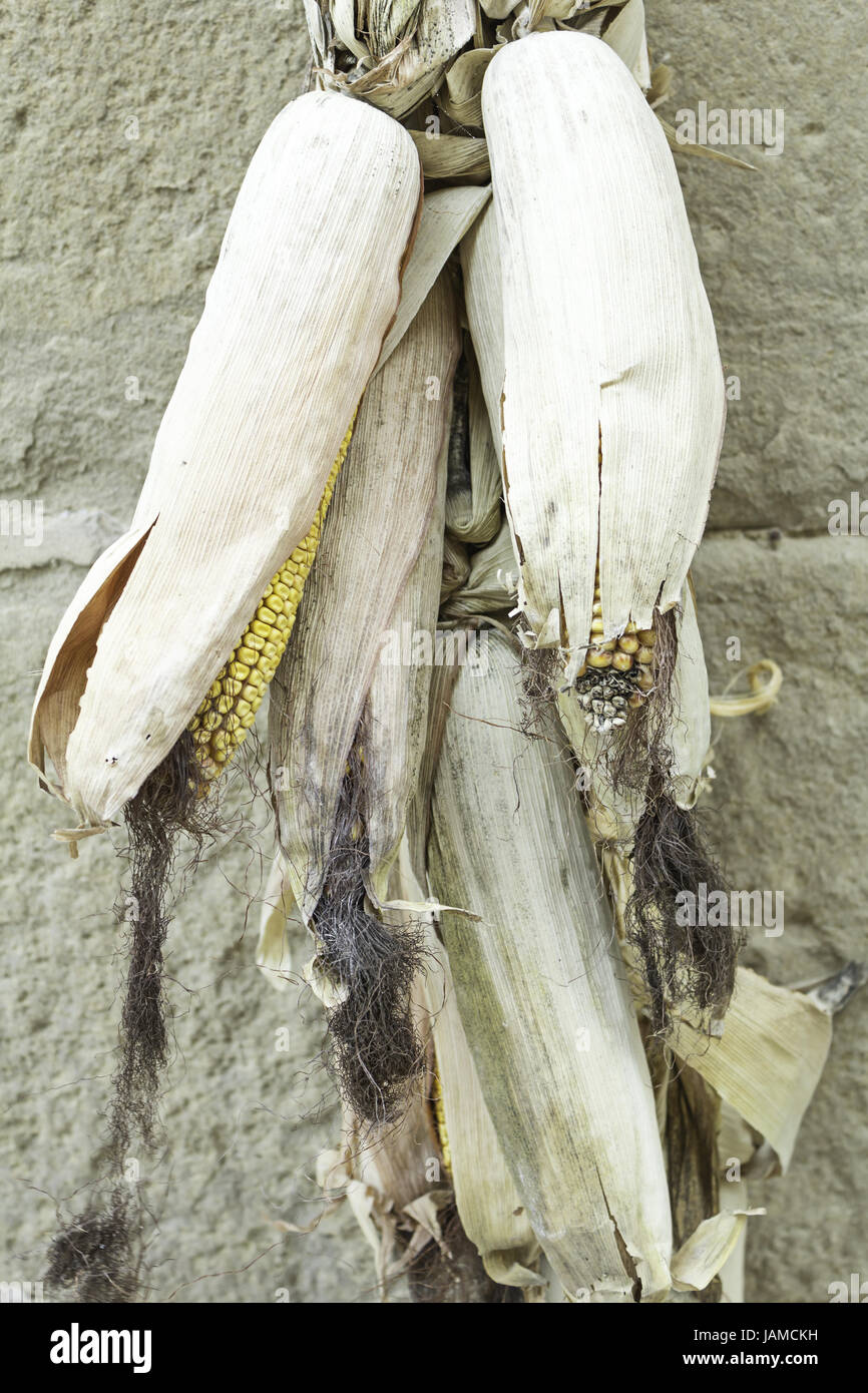 Dried corn cobs hanging on the wall, food and nature Stock Photo - Alamy