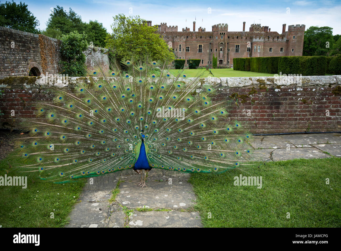 Peacock on full display in grounds of Herstmonceux castle Stock Photo ...