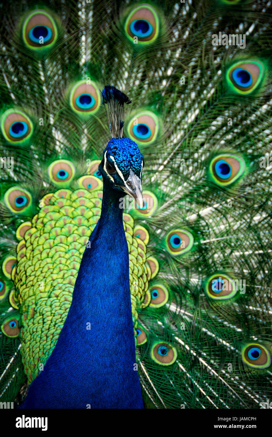 Peacock showing full plumage in colourful close up Stock Photo - Alamy
