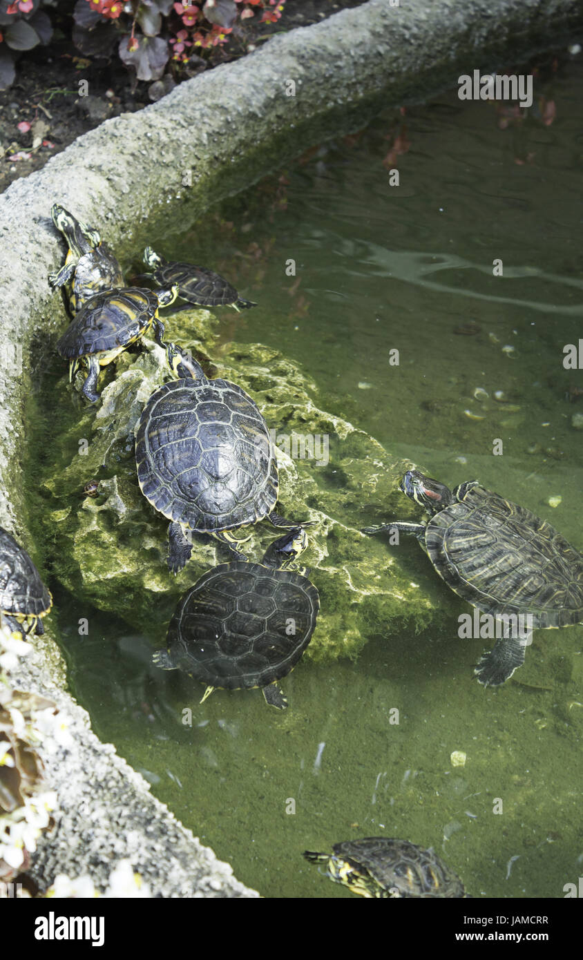 Turtles in pond water on the shore, animals and nature Stock Photo - Alamy