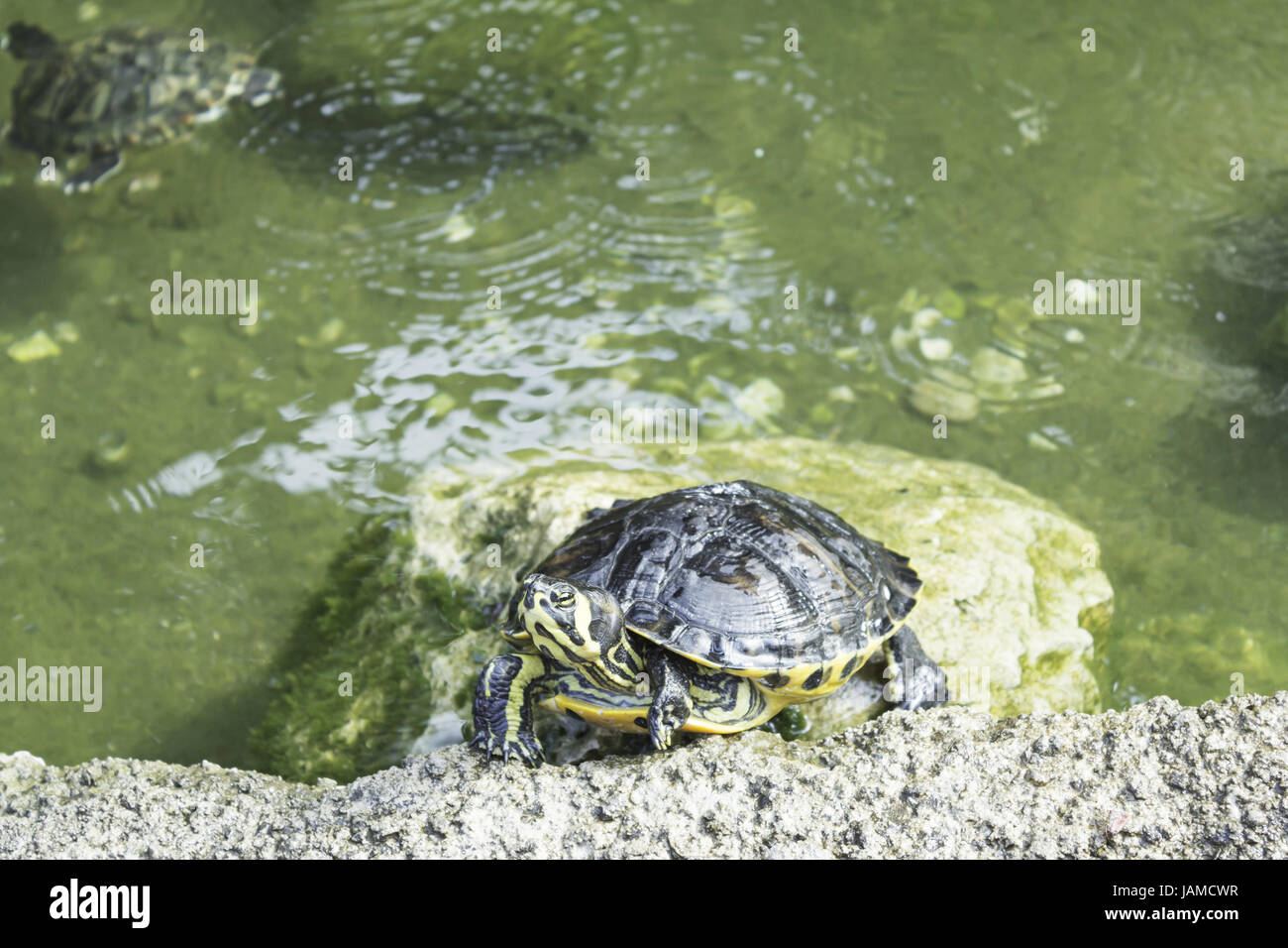 Tropical Turtle River pond, animals and nature Stock Photo - Alamy