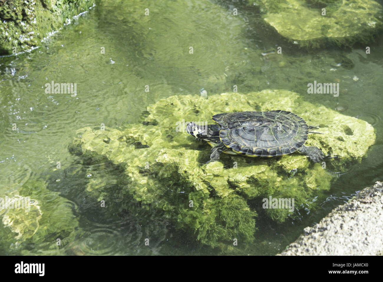 Tropical Turtle River pond, animals and nature Stock Photo - Alamy