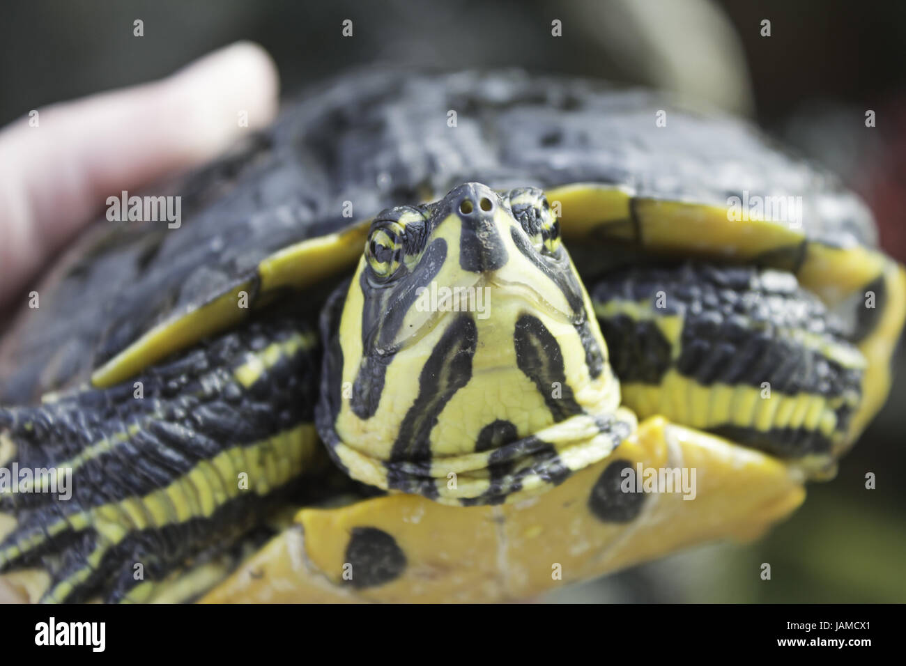 Tropical Turtle River pond, animals and nature Stock Photo - Alamy
