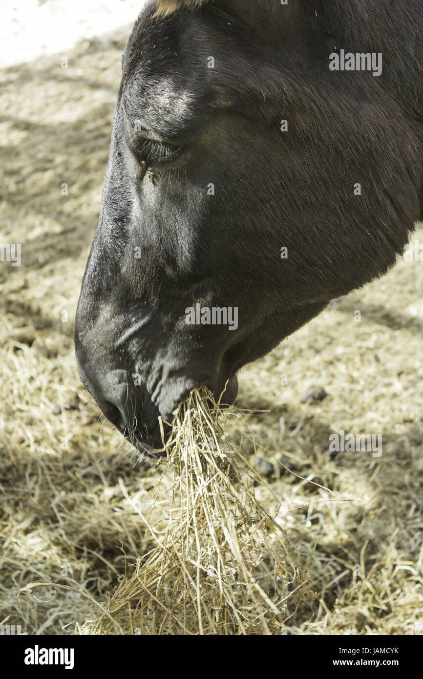 Horse eating hay in barn, animals and nature Stock Photo - Alamy