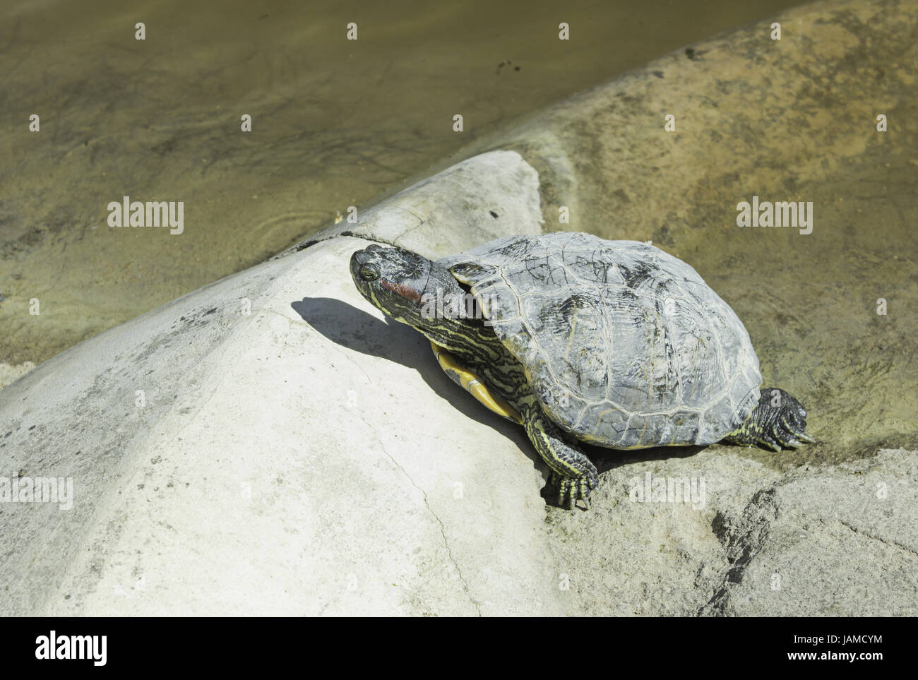 Turtle on shore of lake zoo, animals Stock Photo - Alamy