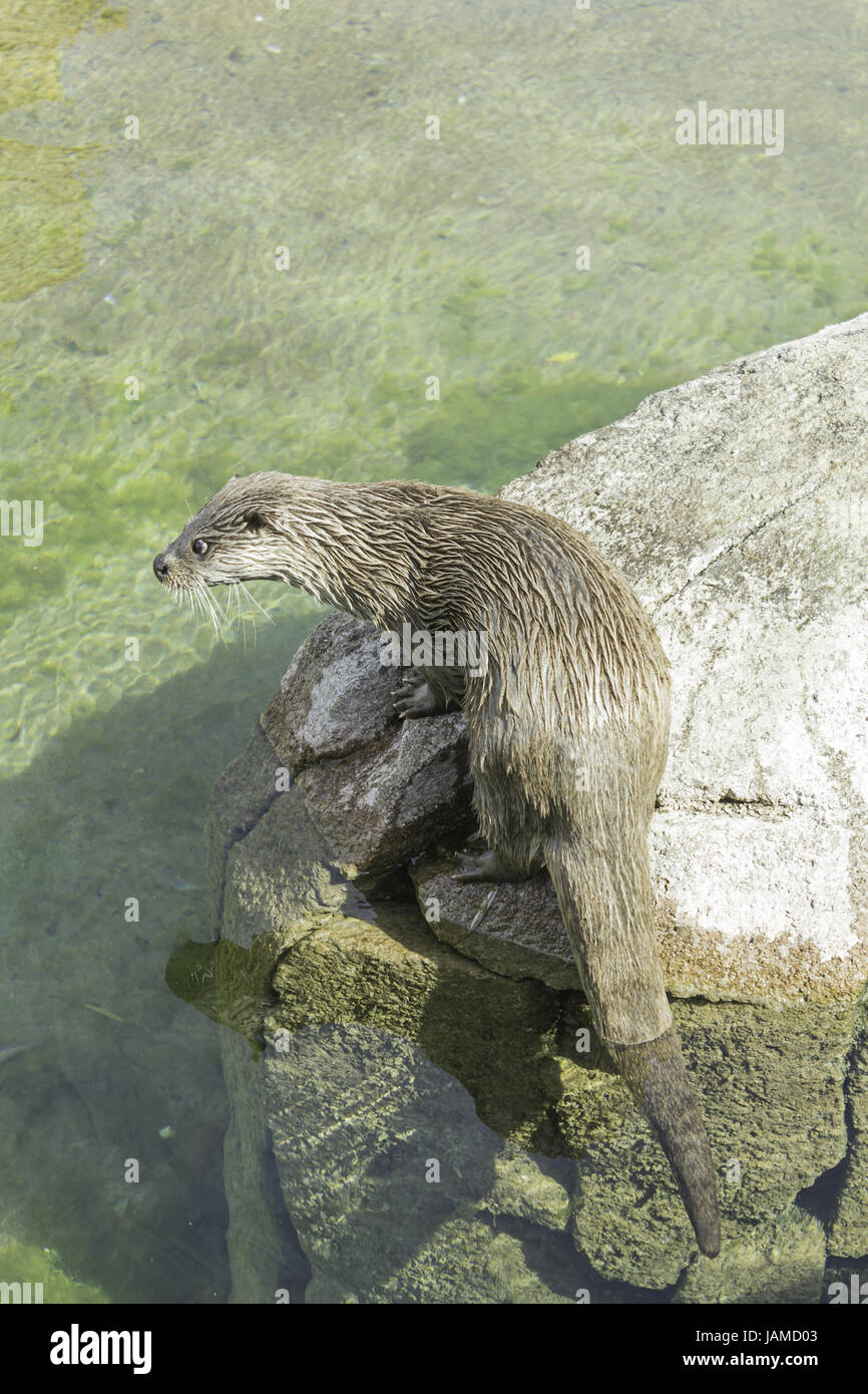 Otter standing on rock in zoo lake, animals and nature Stock Photo - Alamy