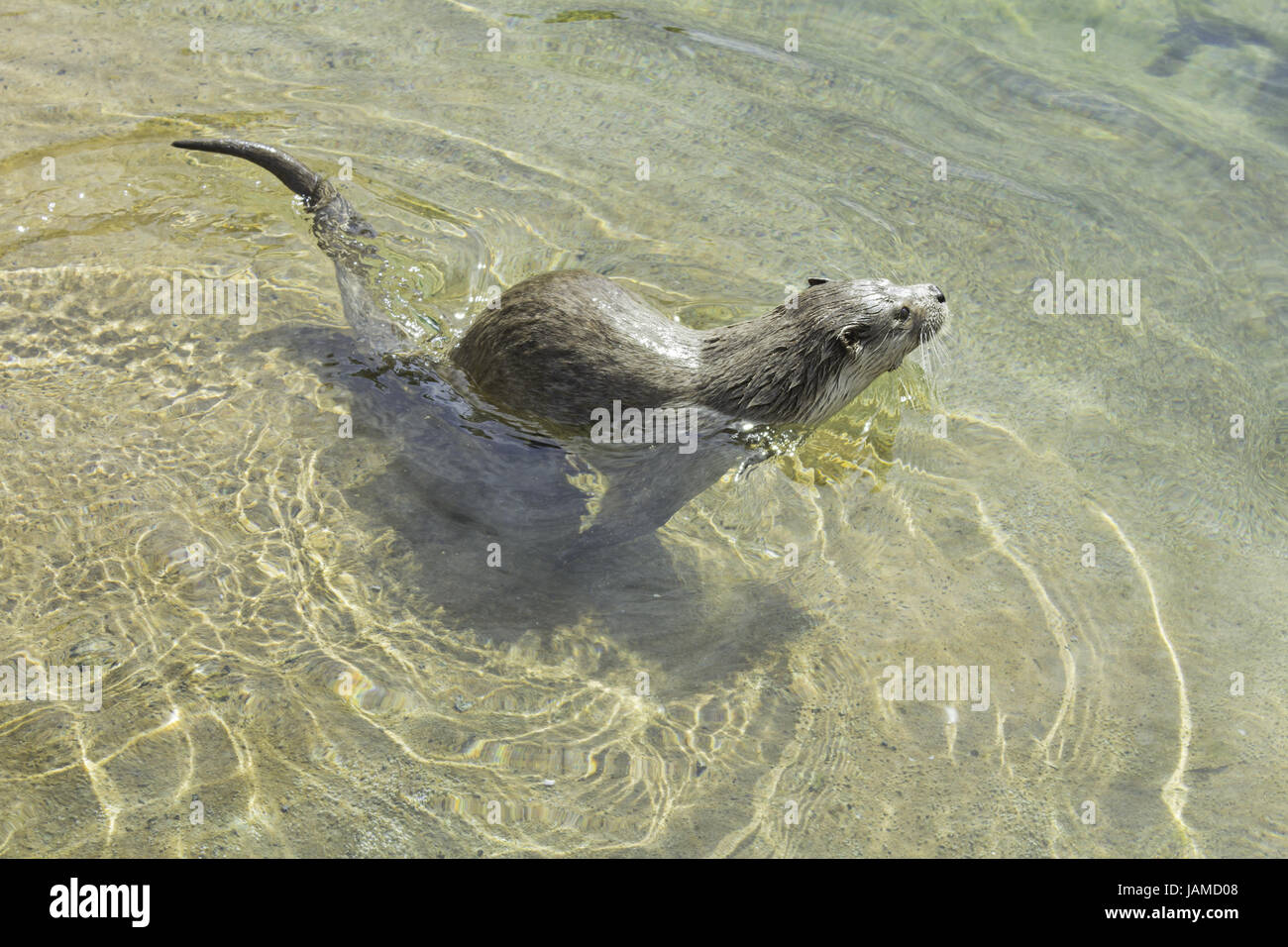 Otter swimming in lake zoo, animals and nature Stock Photo - Alamy