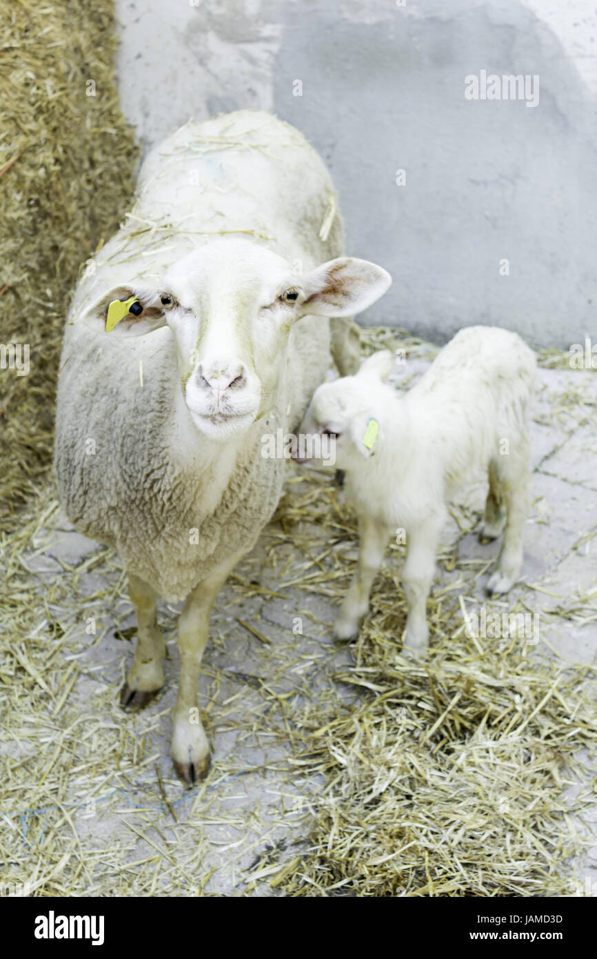 Ewe with lamb in farm field, animals and nature Stock Photo - Alamy