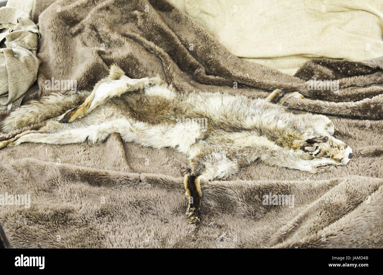 Decorative fox fur market shop, animals and furs Stock Photo - Alamy