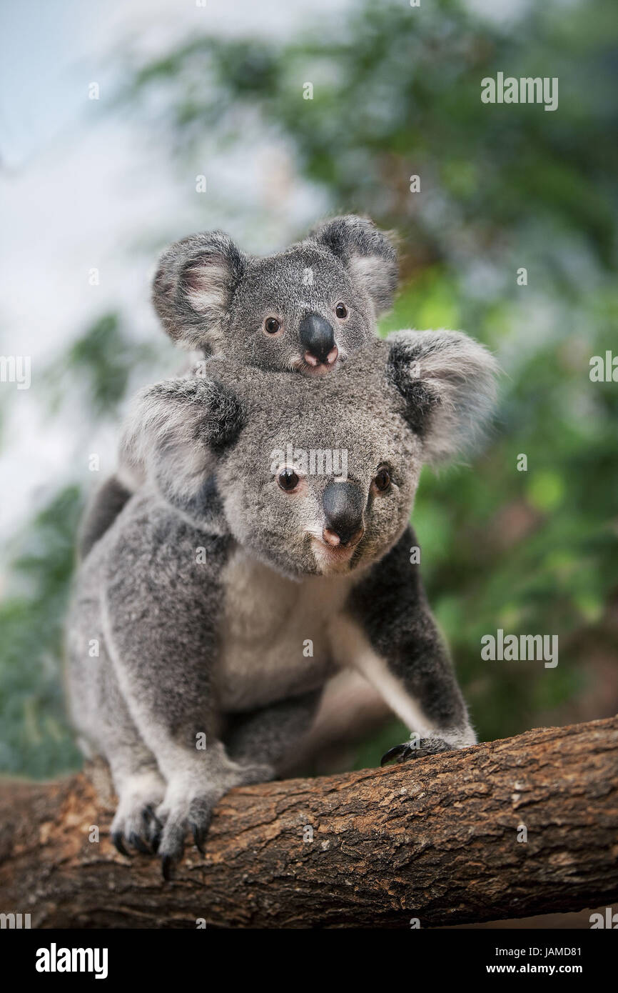 Koala,Phascolarctos cinereus,also ash-grey koala,female,carry,young ...