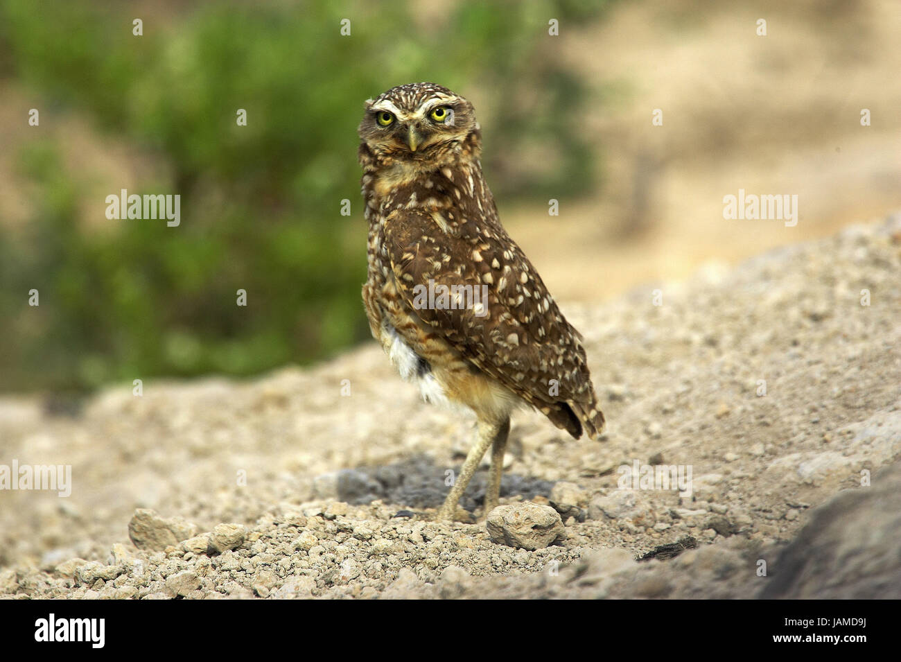 Rabbit owl,rabbit owl,Präriekauz,Prärieeule or pit owl,Athene ...