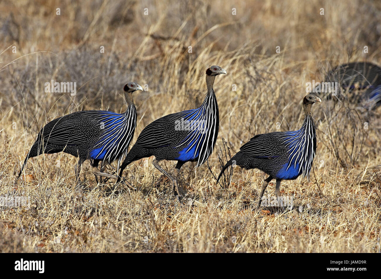Vulture guinea fowl,Acryllium vulturinum,adult animals,Masai Mara Park ...