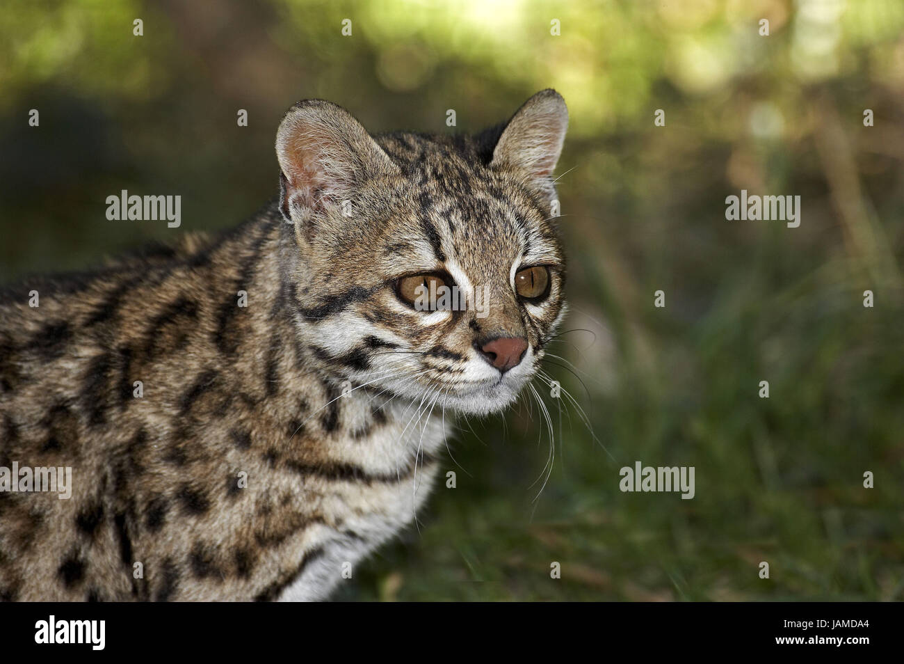 Tiger's cat or ocelot's cat,Leopardus tigrinus,adult animal,portrait ...