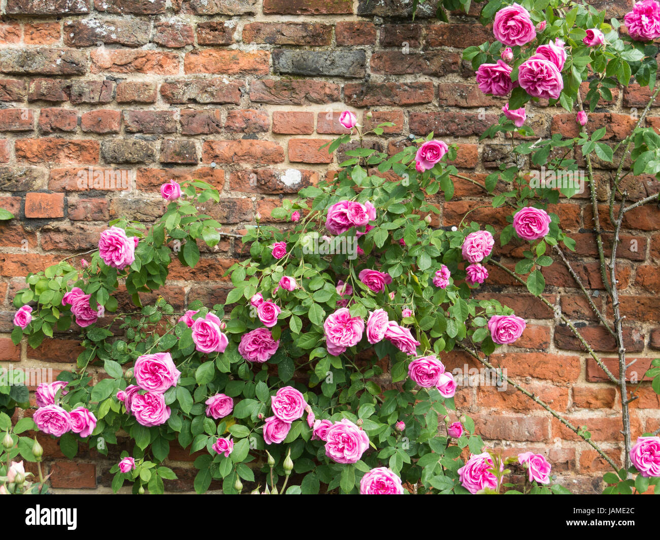 Pink roses against brick wall Stock Photo - Alamy
