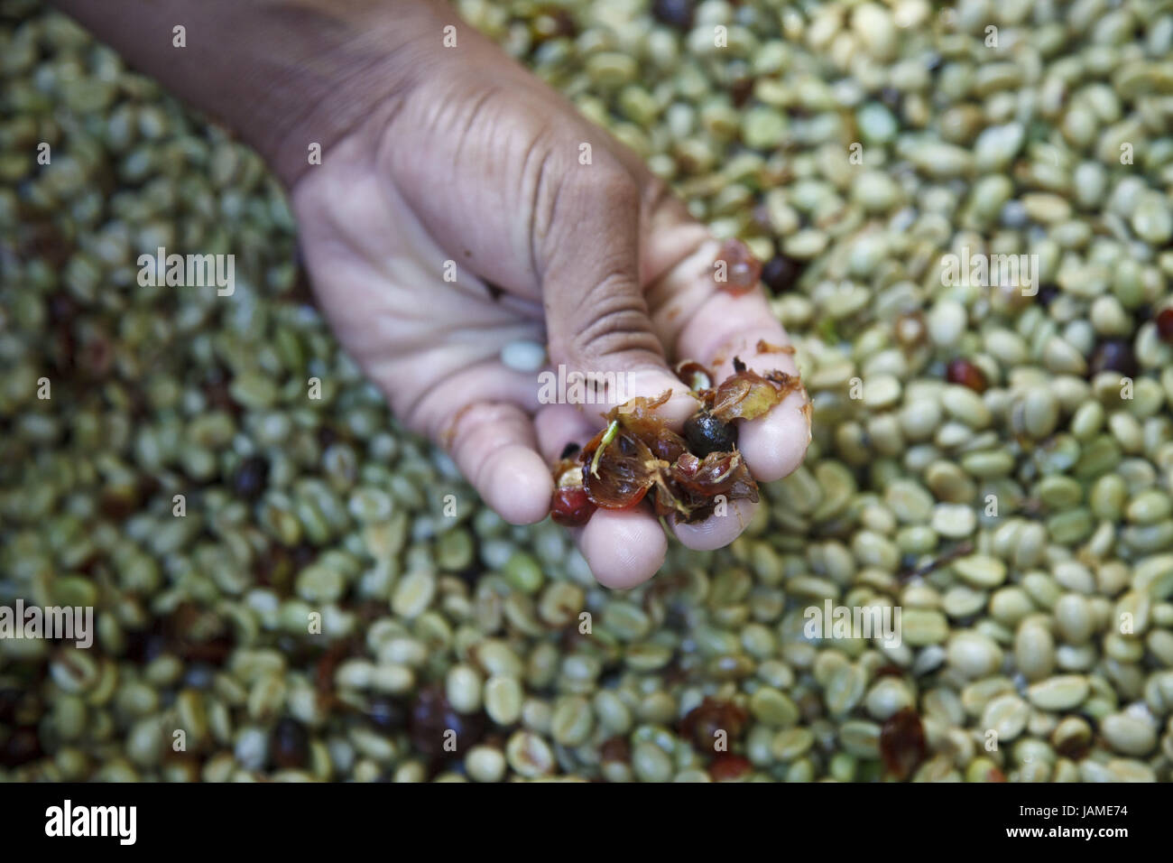 Hands sorting coffee beans hi-res stock photography and images - Alamy