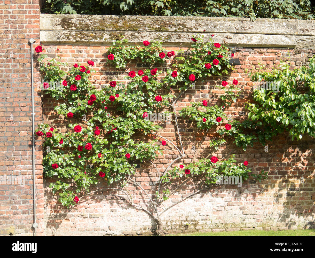 roses against brick wall Stock Photo - Alamy