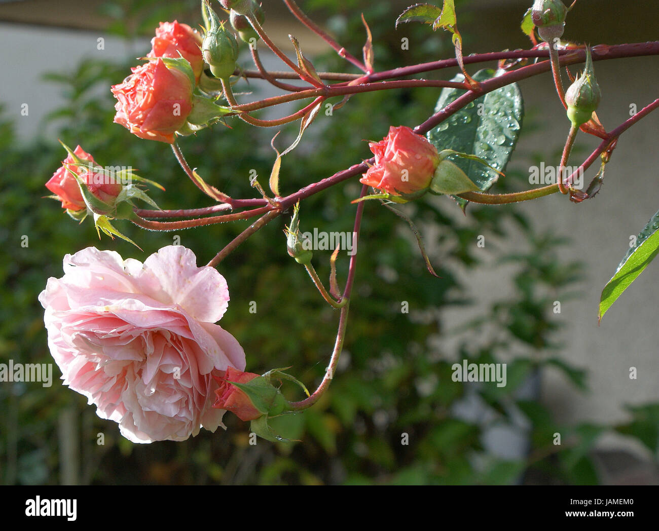 Roses thorns hi-res stock photography and images - Alamy