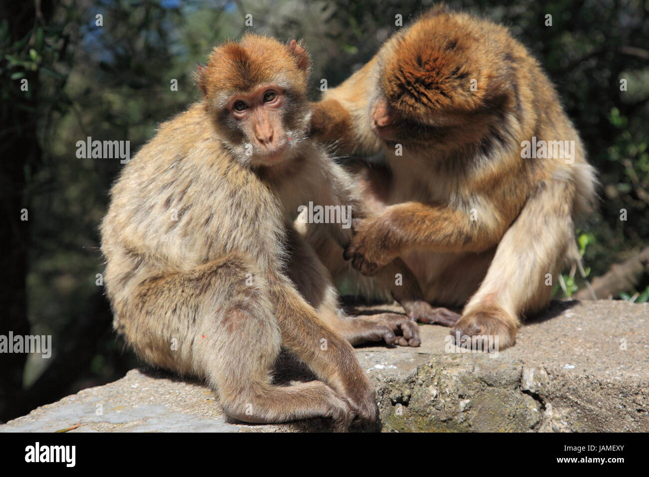 monkey on gibraltar Stock Photo - Alamy