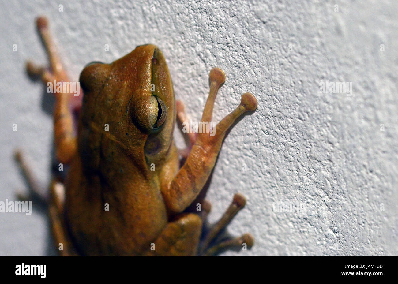 Frog veins hi-res stock photography and images - Alamy