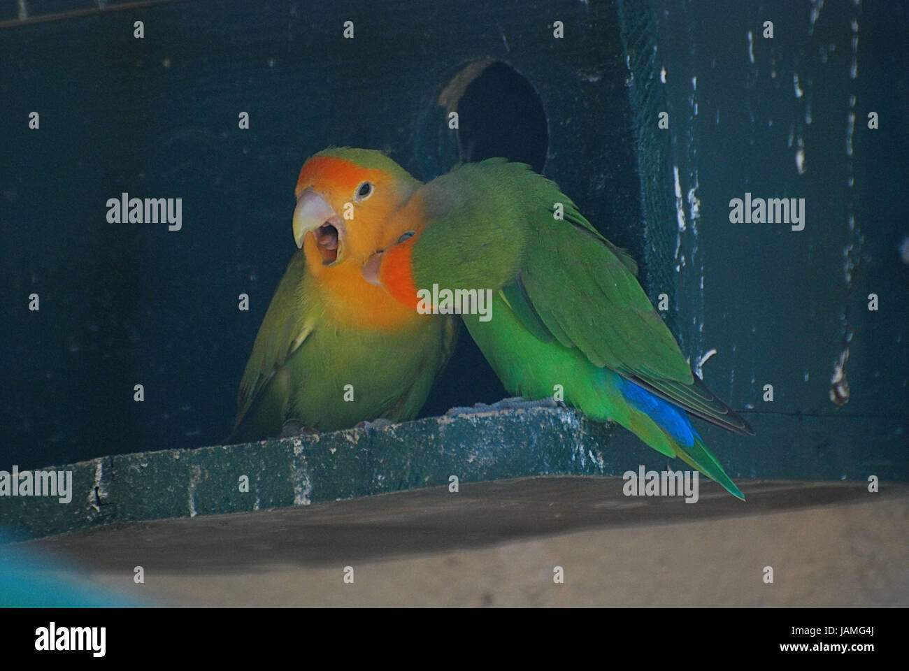 Parrots are inseparable hi-res stock photography and images - Alamy