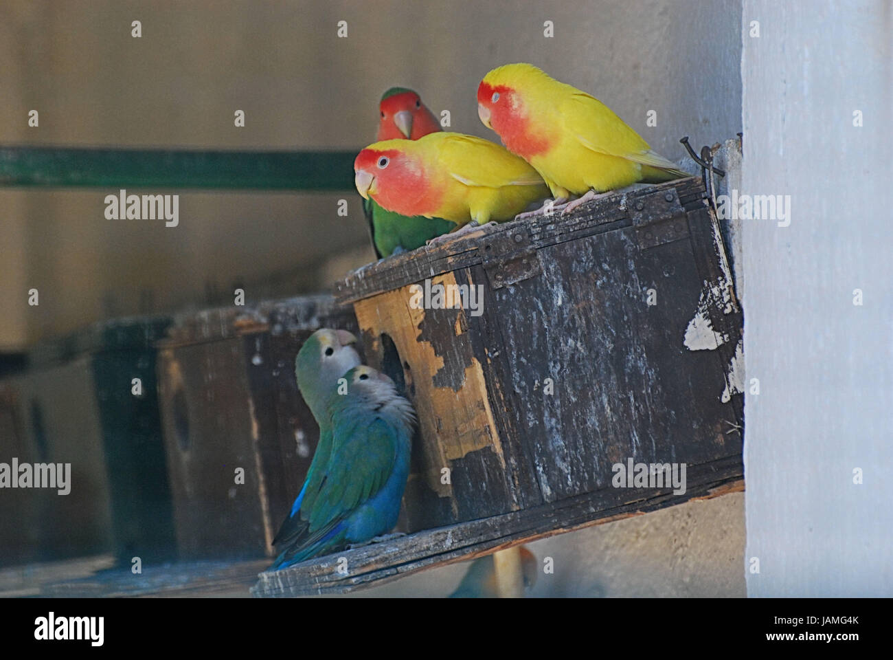 Parrots are inseparable hi-res stock photography and images - Alamy