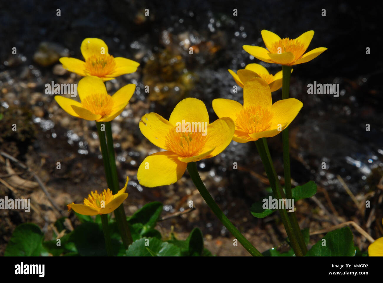 Marsh marigolds,damp biotope Stock Photo - Alamy