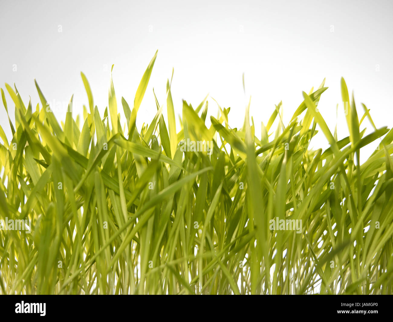 Cat's grass,medium close-up Stock Photo - Alamy