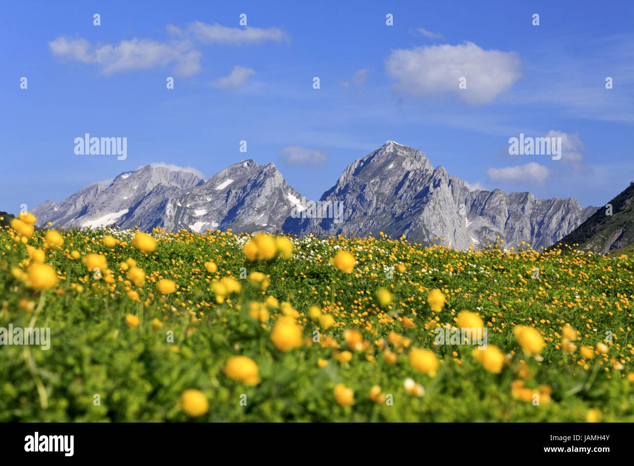 Austria,Tyrol,Karwendelgebirge,creeping crowfoot,Ranunculus repens ...