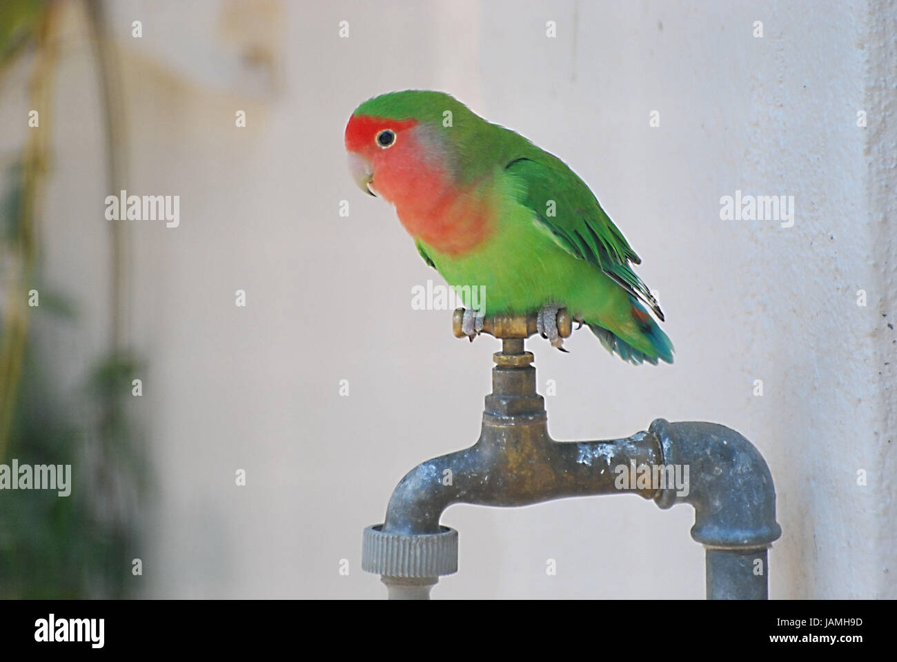 Tap rose hi-res stock photography and images - Alamy