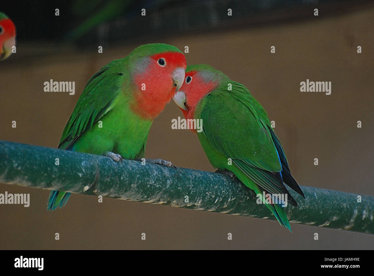 Parrots are inseparable hi-res stock photography and images - Alamy