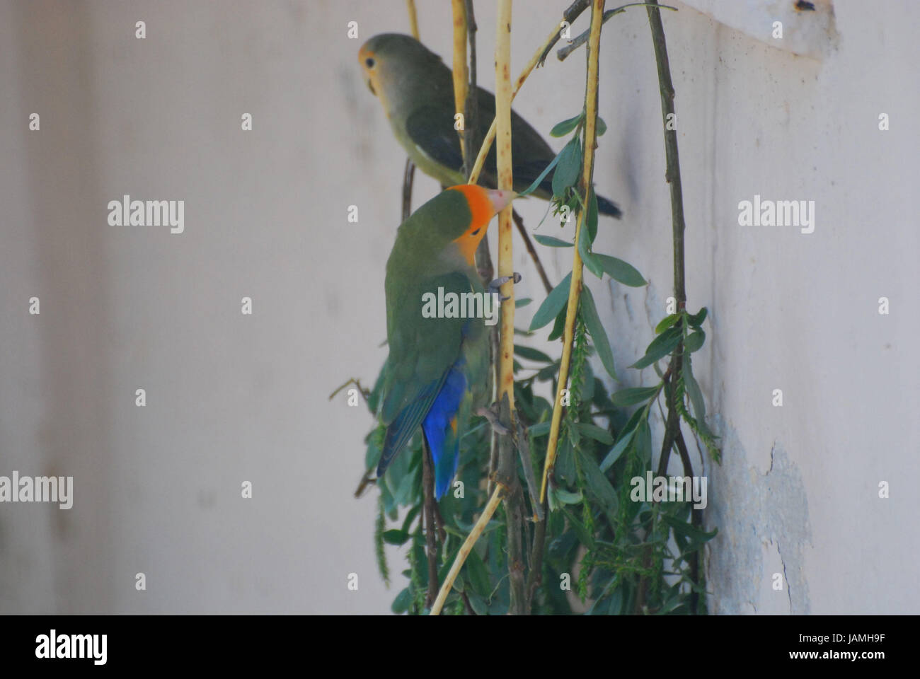 Parrot,blade of grass,aviary Stock Photo - Alamy