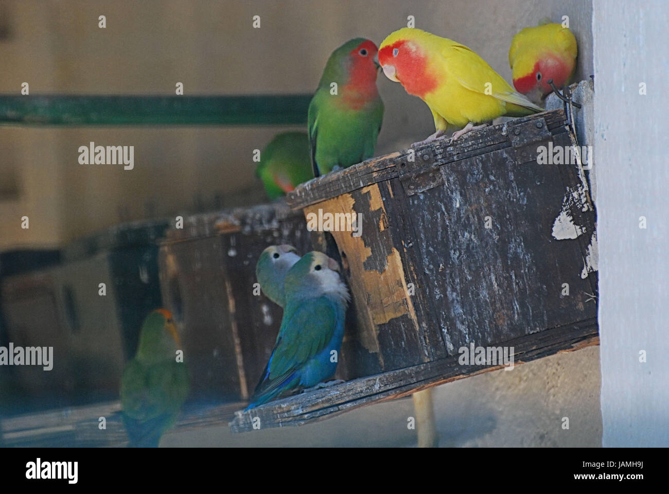 Parrots are inseparable hi-res stock photography and images - Alamy