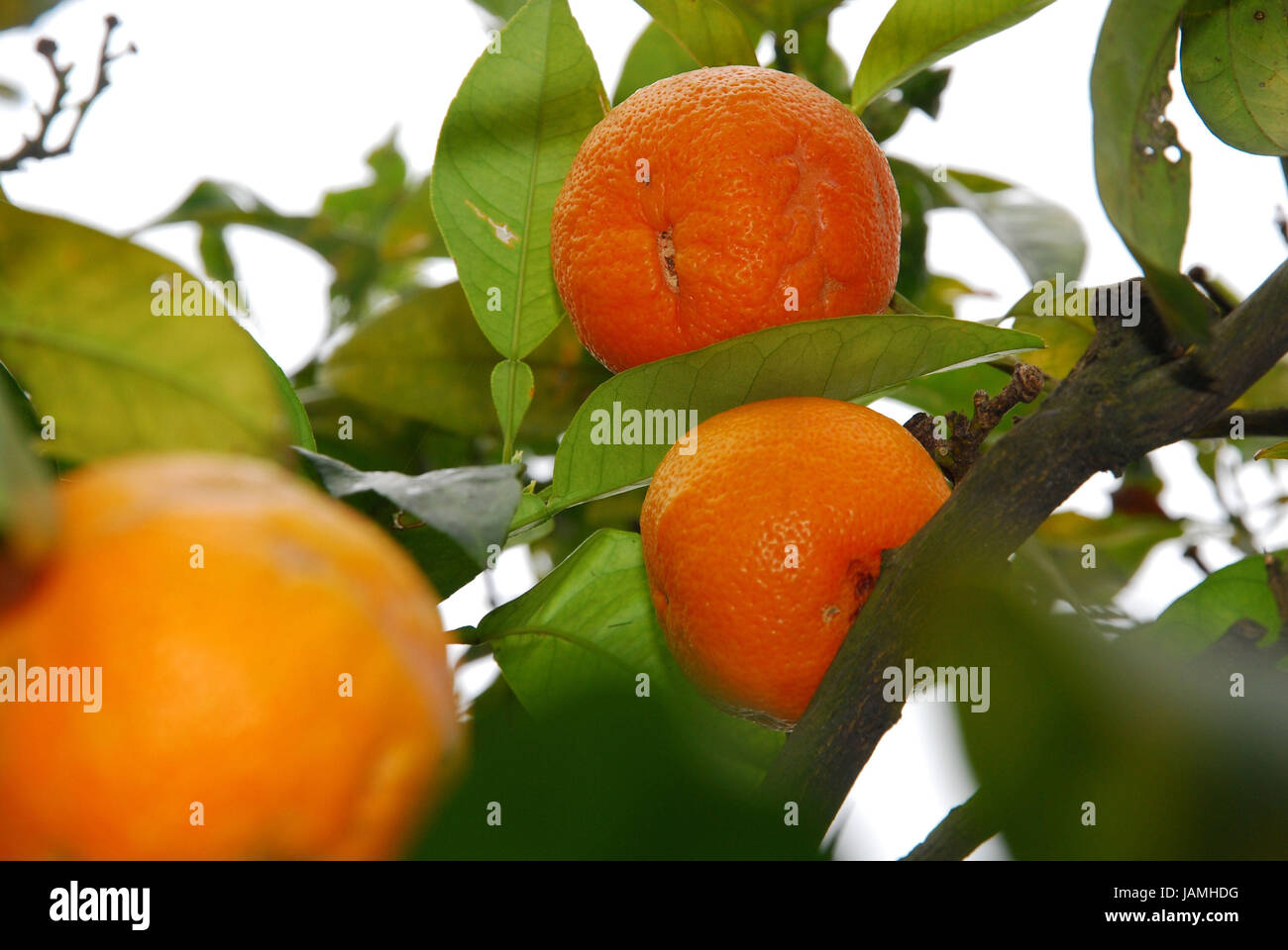 Orange tree,fruits,medium close-up Stock Photo - Alamy