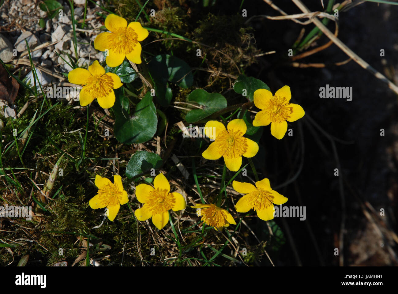 Marsh marigolds,damp biotope Stock Photo - Alamy