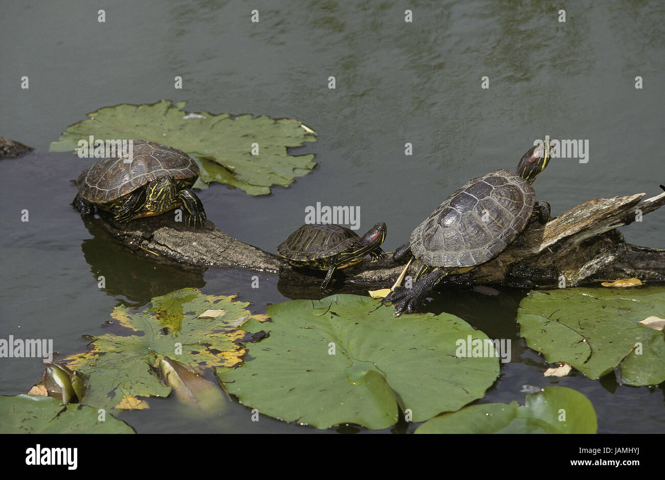 Red cheeks-jewellery tortoises,Trachemys scripta elegans,adult animals ...