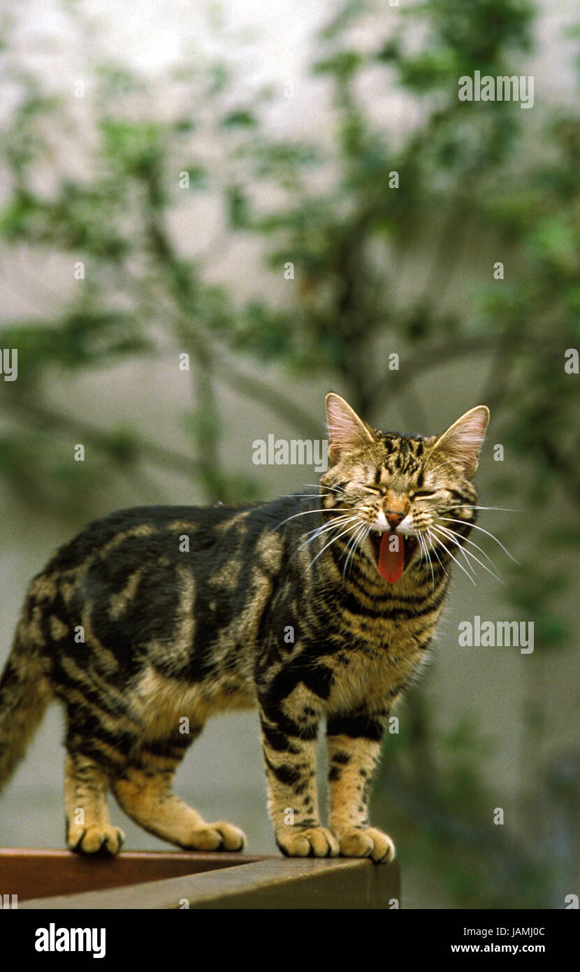 European Tabby Cats High Resolution Stock Photography and Images - Alamy