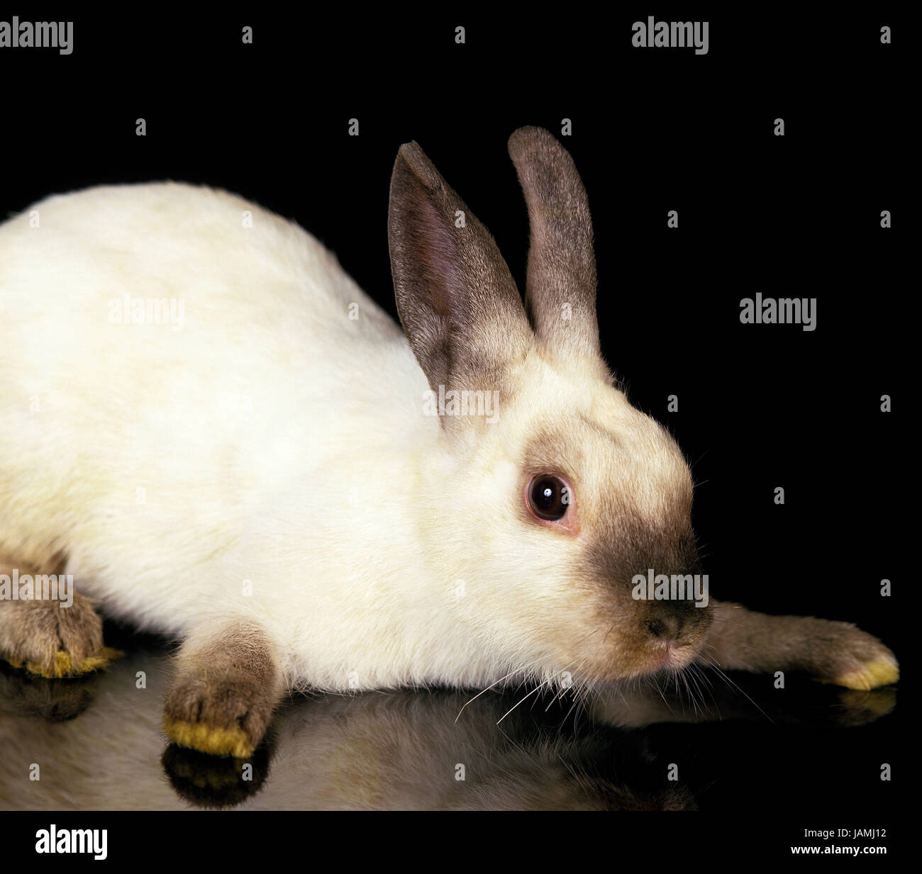 Black rabbit black background hi-res stock photography and images - Alamy