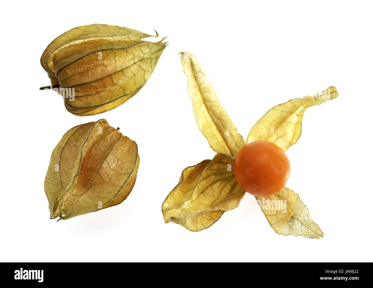 Lampion flower,Physalis alkekengi,white background Stock Photo - Alamy